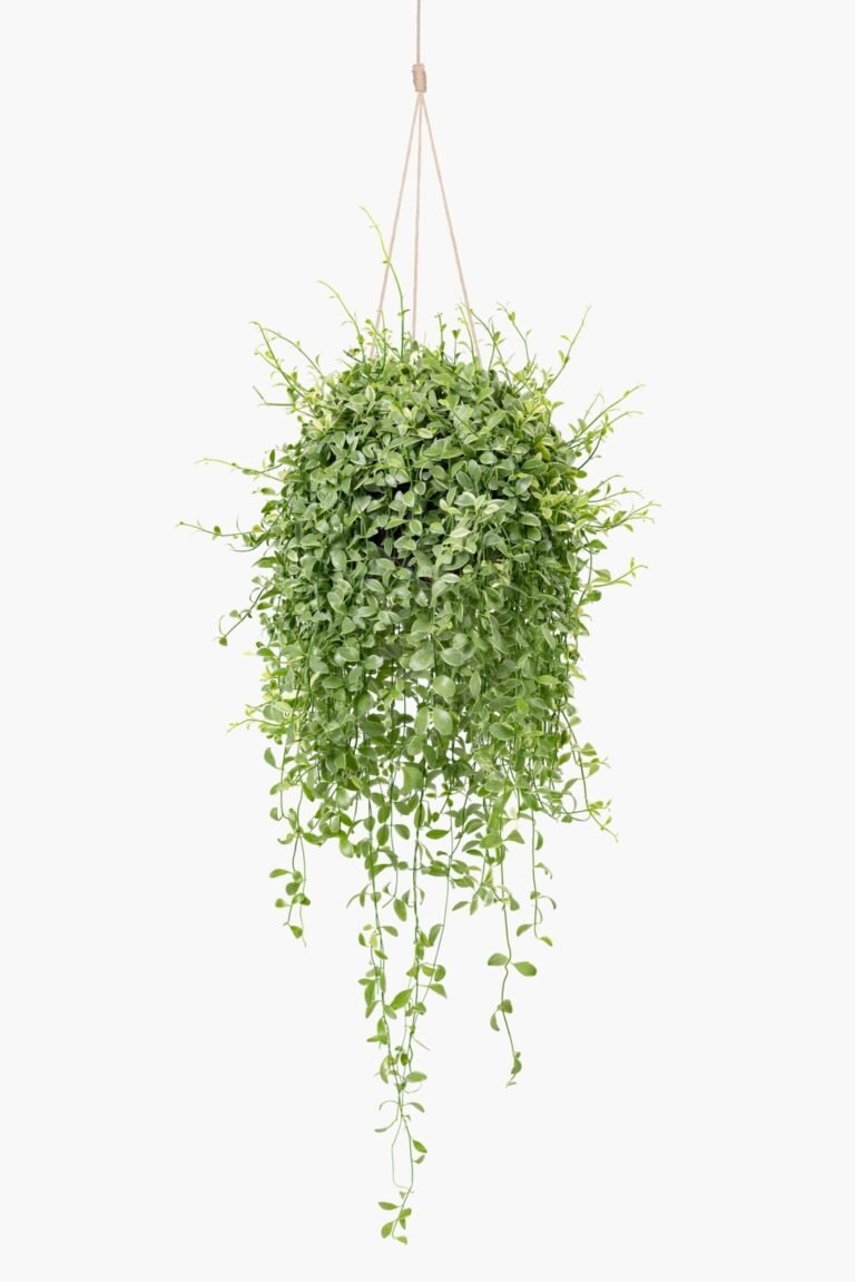 How to Care for an Angel Plant - The Plant Bible