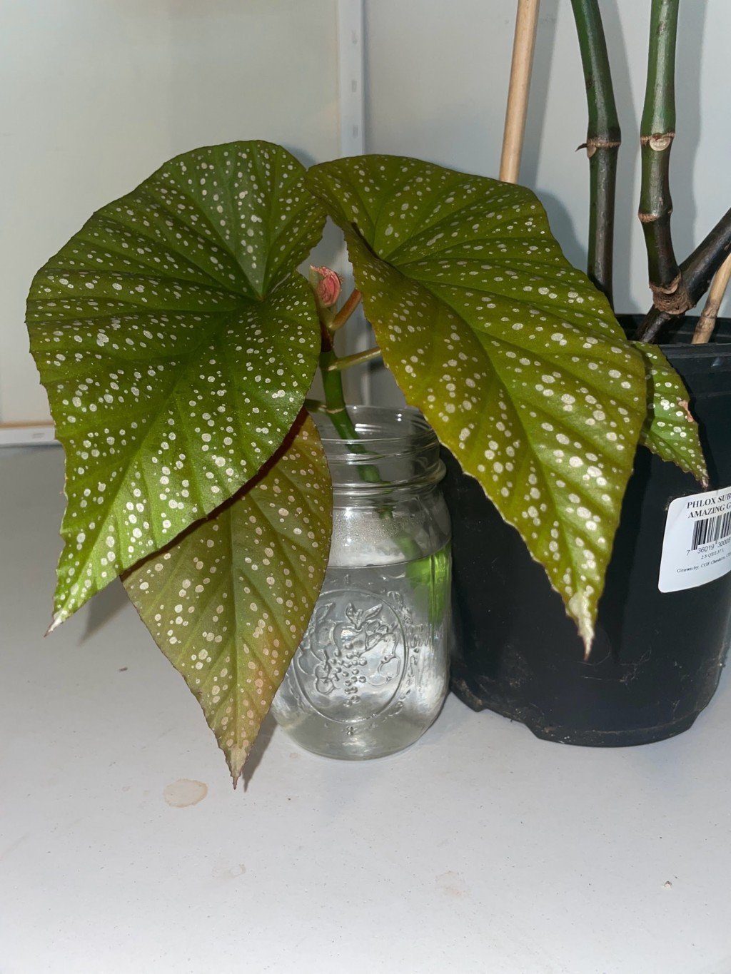 Begonia Maculata Propagation: Multiply Your Maculata Effortlessly