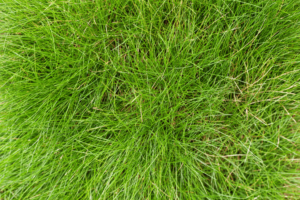 Everything You Need to Know About Creeping Red Fescue Grass