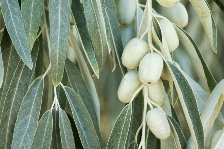 Autumn Olive vs. Russian Olive: The Key Differences - The Plant Bible