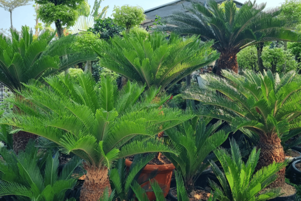 Beach Vibes, No Sand Required: House Plants That Look Like Palm Trees ...