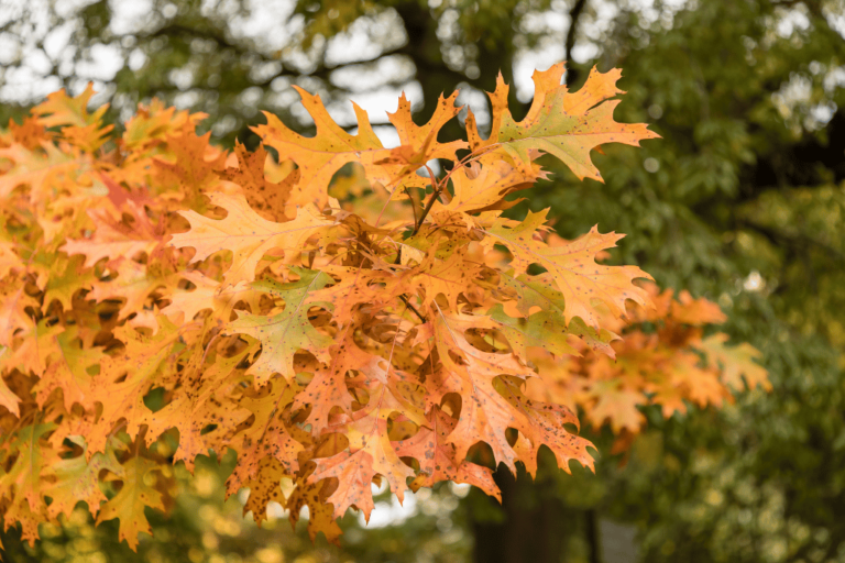 Shumard Oak Pros and Cons: Is it Wise to Plant Them in Your Garden?
