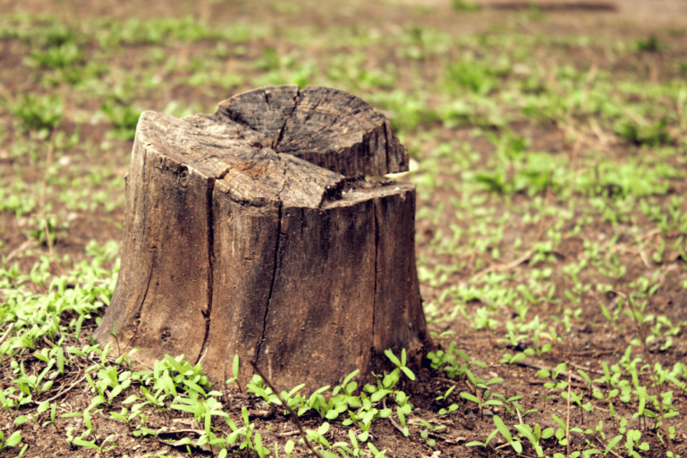 The Ultimate Guide to Killing Tree Stumps With Bleach