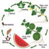 Watermelon Growing Stages: A Comprehensive Guide
