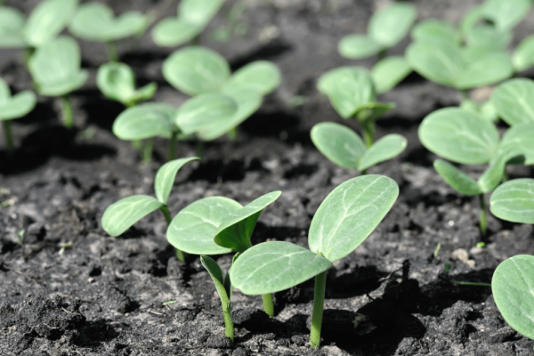 Watermelon Growing Stages: A Comprehensive Guide