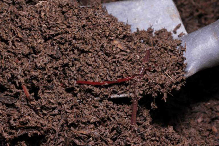 An In-Depth Look at the Disadvantages of Worm Castings