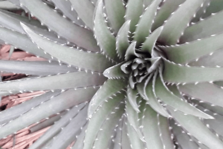 The Remarkable Rosette: An Introduction to Their Shapes and Adaptations