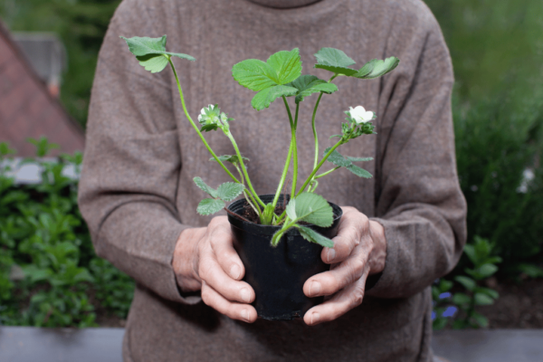 Strawberry Plant Growth Stages: Understanding the Fruit Development Process