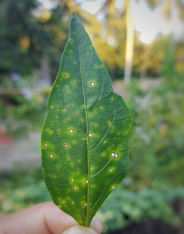 Holes In Pepper Plant Leaves: Photos, Causes, And How To Fix It!