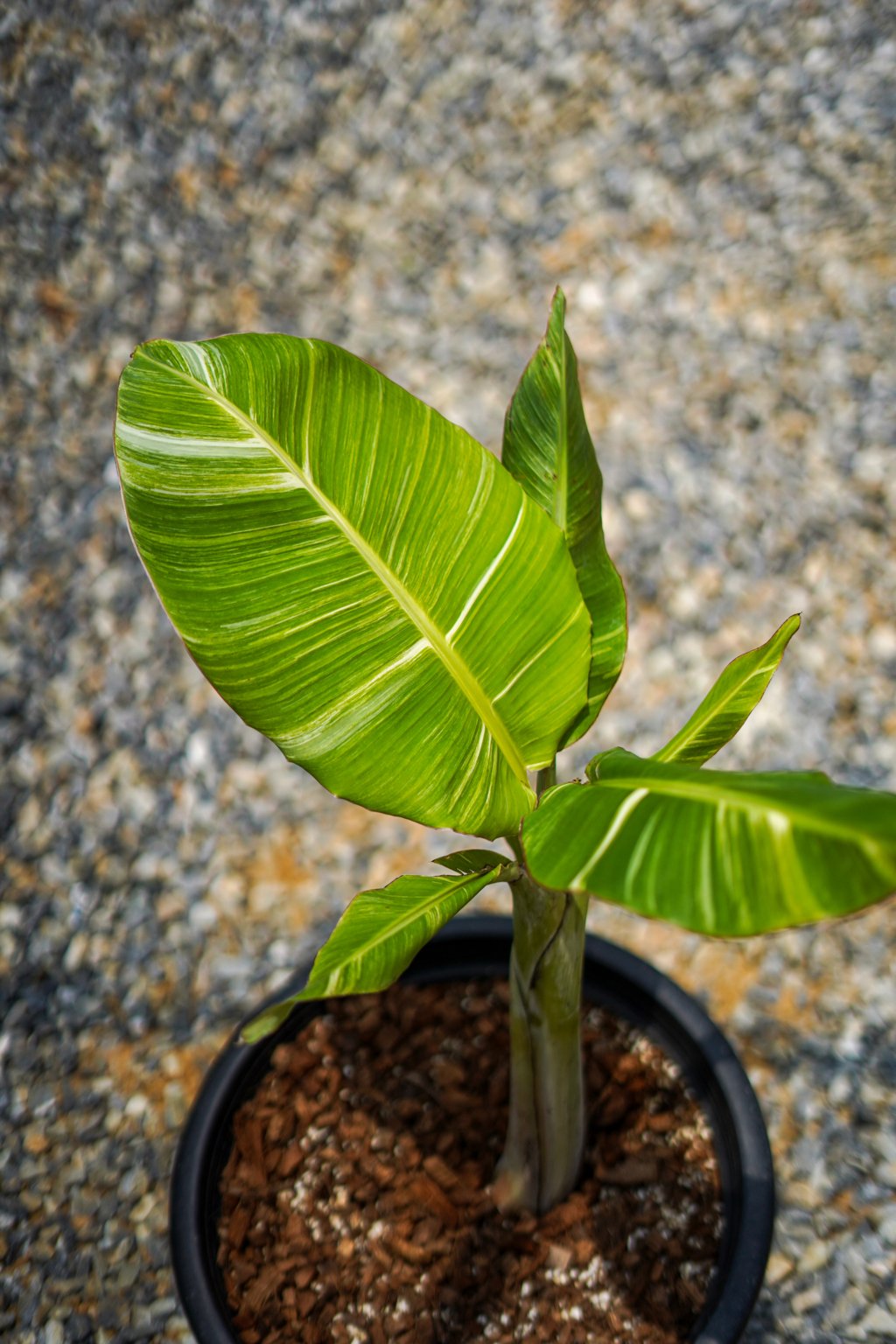No Monkeying Around: You Can Grow Your Own Variegated Banana Plant