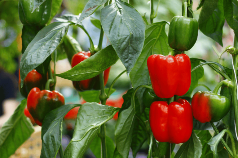 The Colorful Journey of Bell Pepper Growing Stages