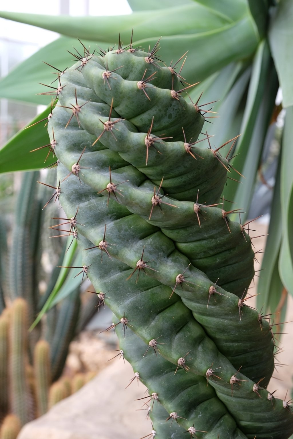 Spiral Cactus Plant: The Twists and Turns of Caring for the Unique Cultivar