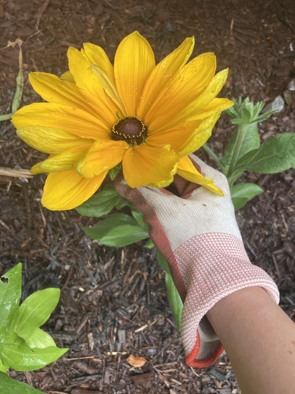 Get Your Hands Dirty: A Guide on How to Plant Black Eyed Susan Seeds