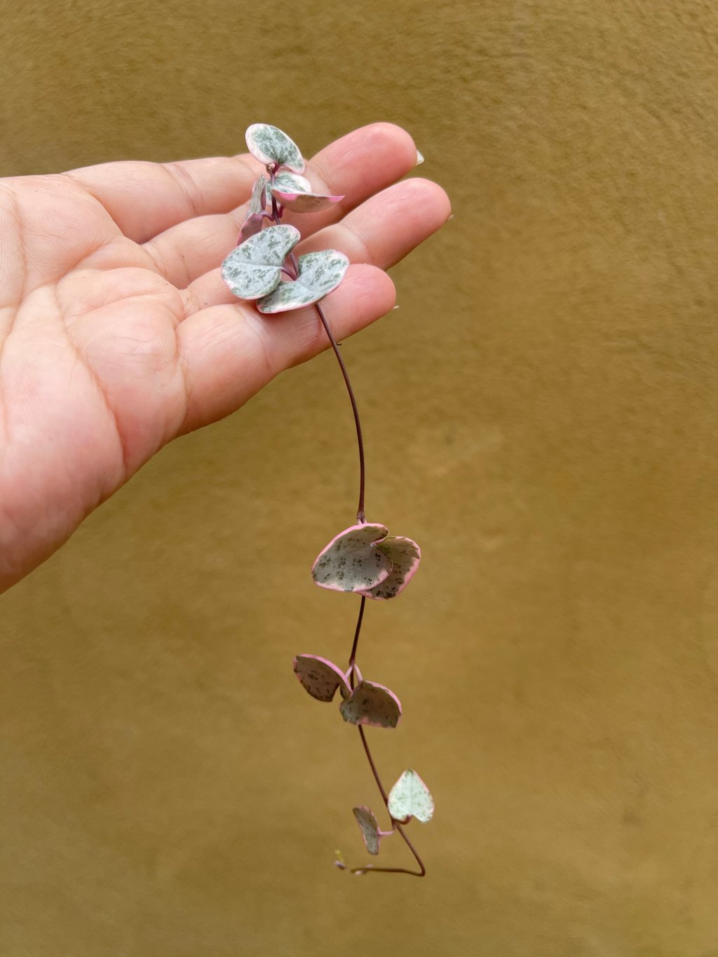 How to Propagate Variegated String of Hearts: A Step-by-Step Guide
