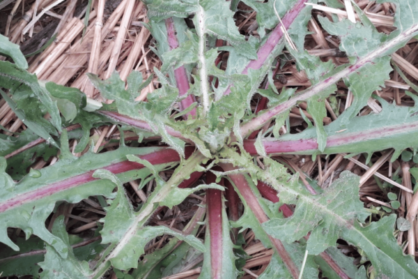 The Remarkable Rosette: An Introduction to Their Shapes and Adaptations