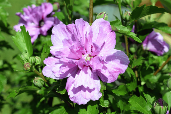 Rose of Sharon Varieties: Blooming Beauties That Will Take Your Garden ...