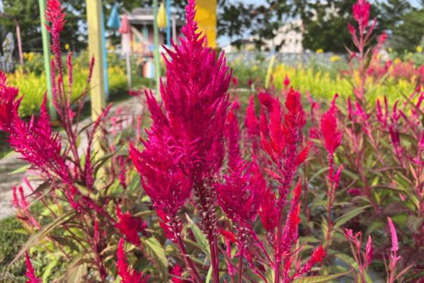 Dragons Breath Plant: A Fiery Addition to Your Garden