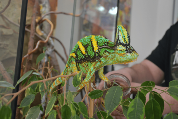 The Best Plants for Chameleons: Create the Perfect Habitat