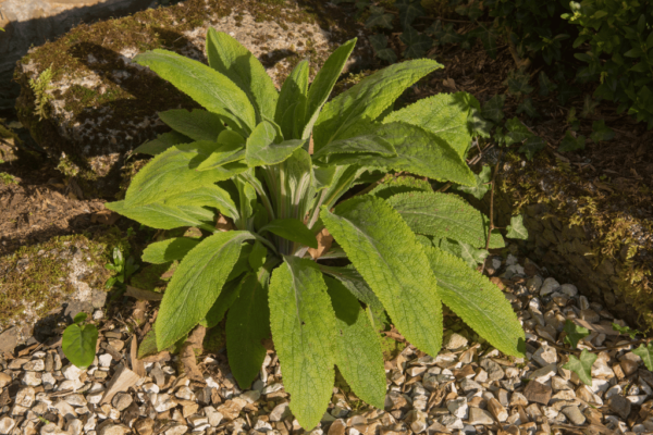 The Remarkable Rosette: An Introduction to Their Shapes and Adaptations