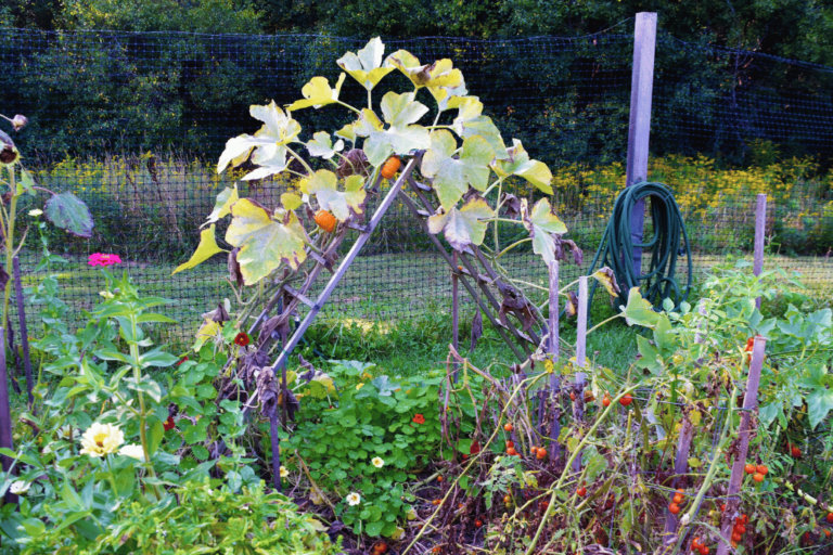 Climbing to Success: A Guide to Growing Pumpkin on a Trellis and ...