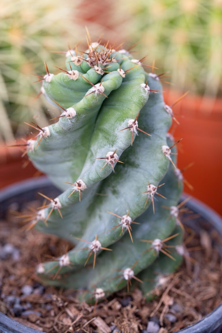 Spiral Cactus Plant: The Twists and Turns of Caring for the Unique Cultivar