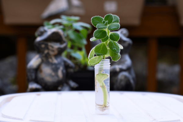 The Vicks Plant: Your Secret Weapon for a Healthy and Beautiful Home