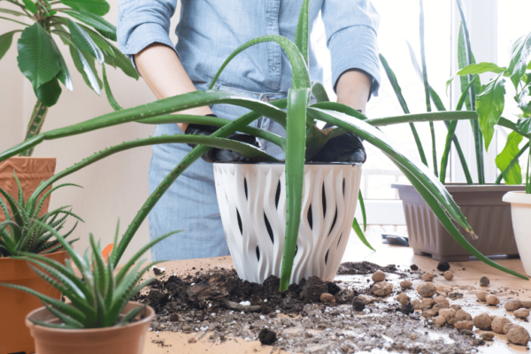 Potting Like a Pro: The Inside Scoop on the Best Pots for Aloe Vera Plants