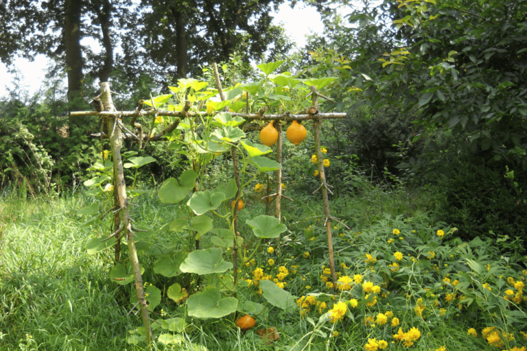 Climbing to Success: A Guide to Growing Pumpkin on a Trellis and ...