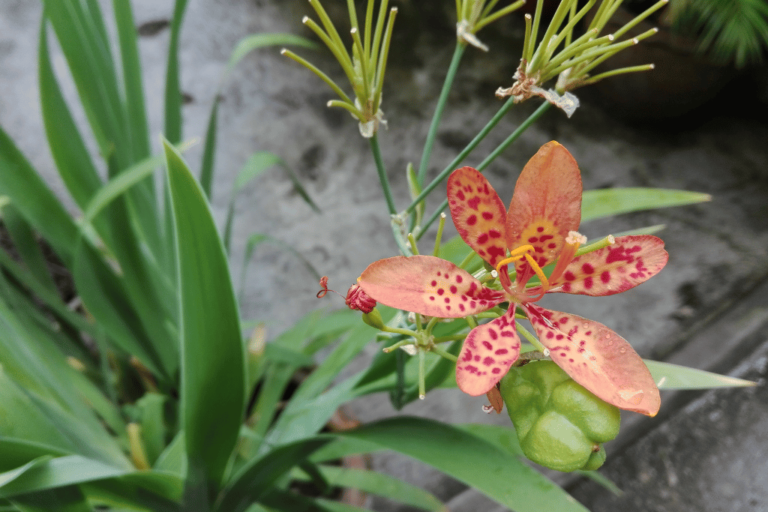 Unleash Your Wild Side! How To Grow Leopard Lily - The Plant Bible