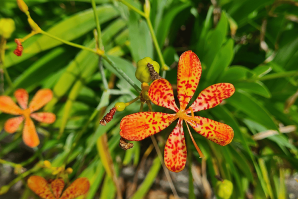 Unleash Your Wild Side! How To Grow Leopard Lily - The Plant Bible