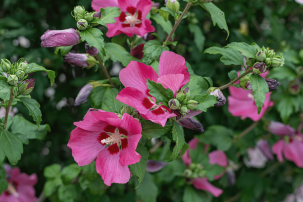 Rose of Sharon Varieties: Blooming Beauties That Will Take Your Garden ...