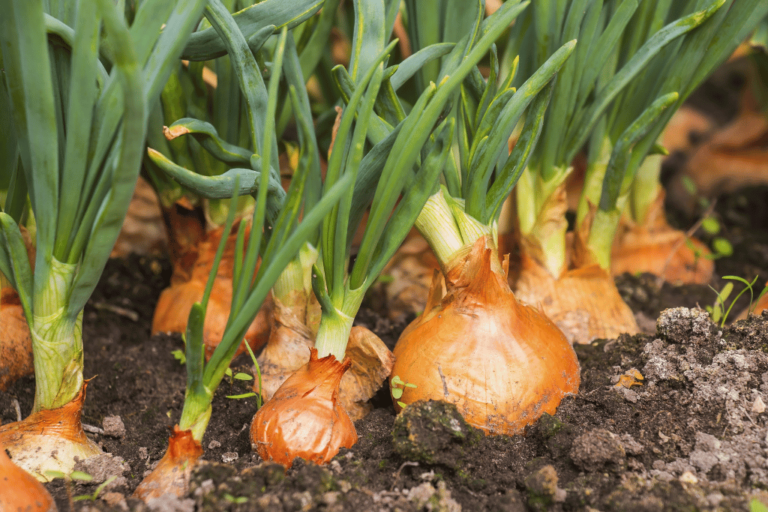 How do Onions Reproduce: A Closer Look - The Plant Bible