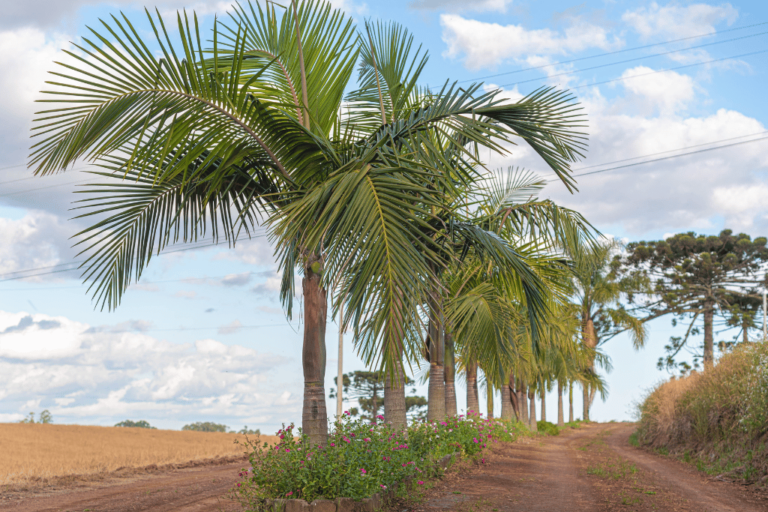A Royal Debate: How Are King Palm and Queen Palm Different?