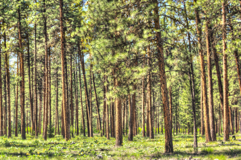Trimming The Truth: The Best Time To Trim Pine Trees