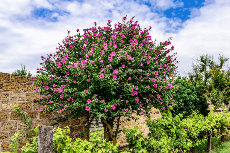 Rose of Sharon Varieties: Blooming Beauties That Will Take Your Garden ...