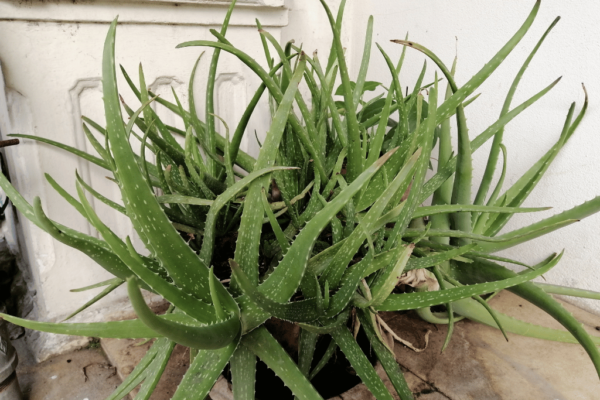 Potting Like a Pro: The Inside Scoop on the Best Pots for Aloe Vera Plants