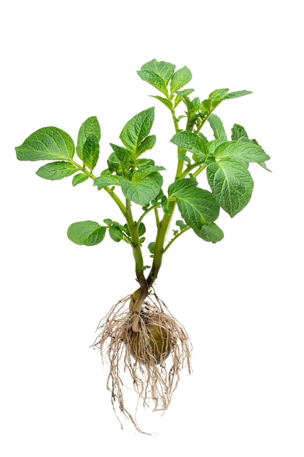 Addressing the Confusion: What Does a Potato Plant Look Like?