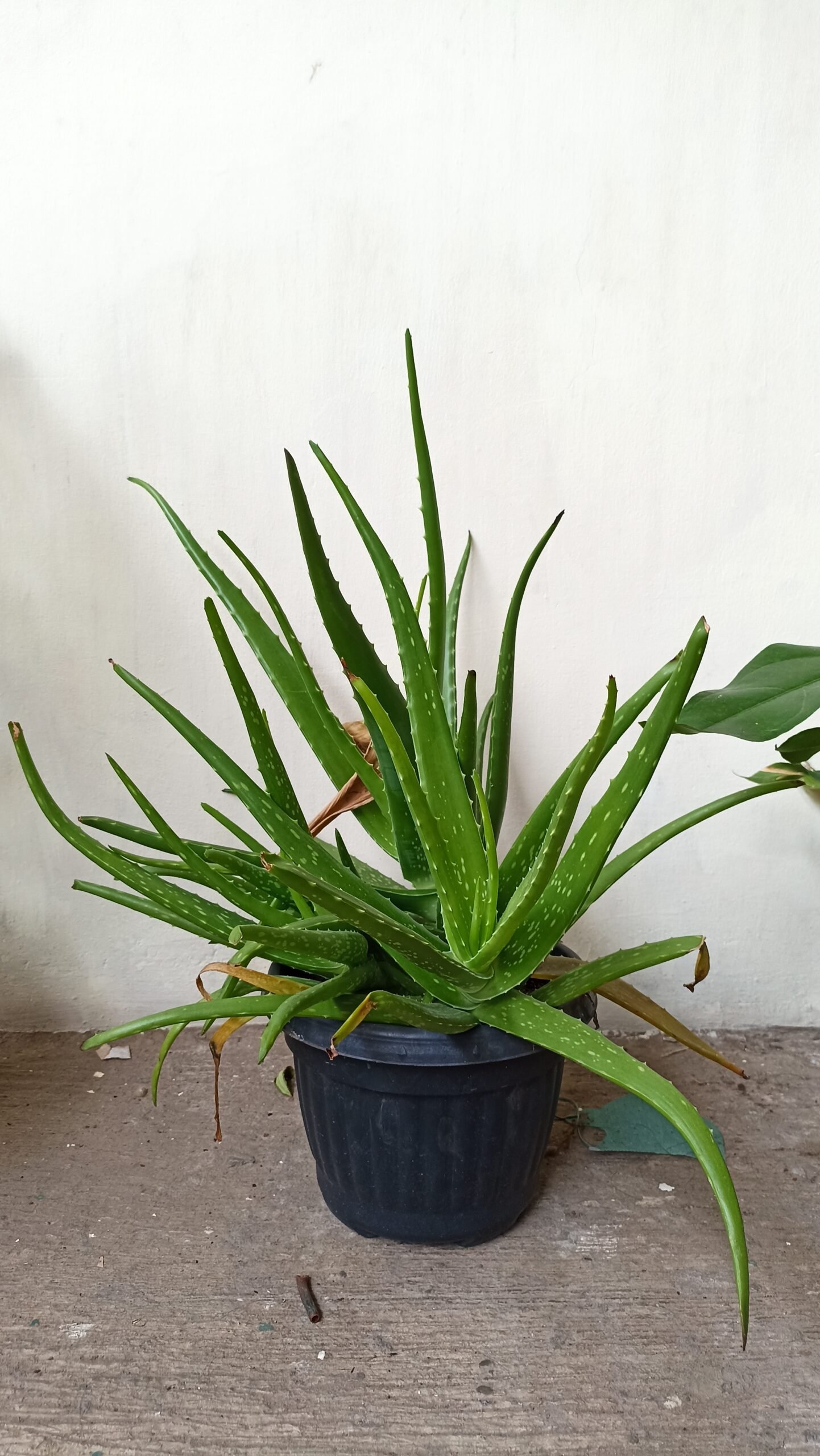 Potting Like a Pro: The Inside Scoop on the Best Pots for Aloe Vera Plants