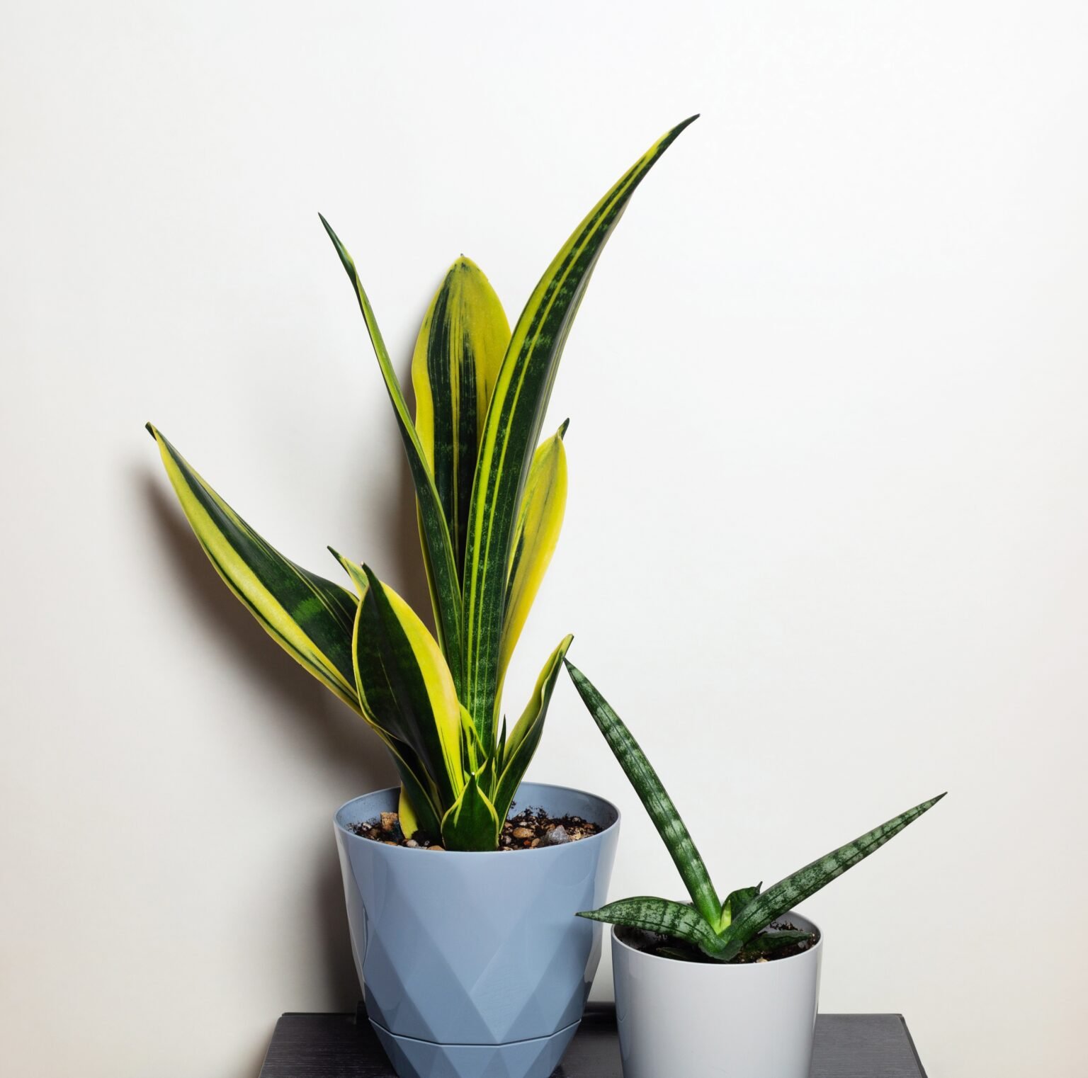 Picking the perfect pot: A Guide to Choosing the Best Pots for Snake Plants