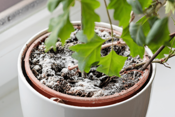 Getting Down and Dirty: How to Get Rid of Mold in Potted Plant Soil