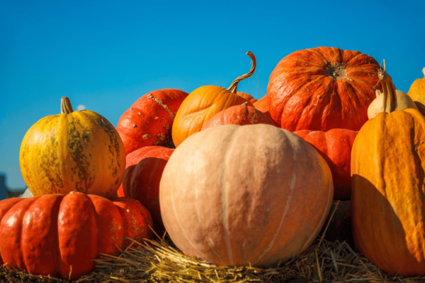 It’s All About The Math: How Many Pumpkins Per Plant To Grow - The ...
