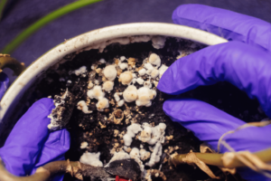 Getting Down and Dirty: How to Get Rid of Mold in Potted Plant Soil