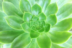 The Remarkable Rosette: An Introduction to Their Shapes and Adaptations