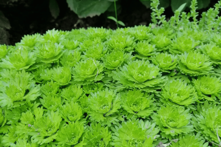 The Remarkable Rosette: An Introduction to Their Shapes and Adaptations