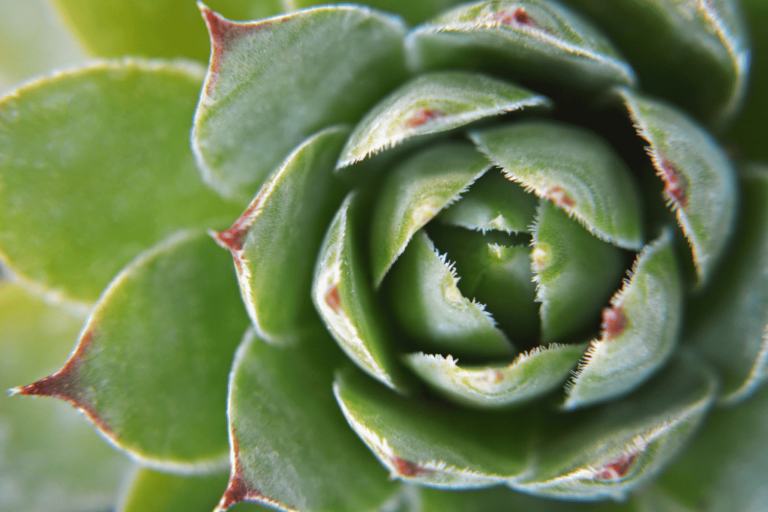 The Remarkable Rosette: An Introduction to Their Shapes and Adaptations