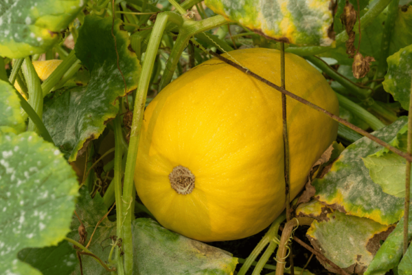 From Garden to Table: Spaghetti Squash Growing Stages