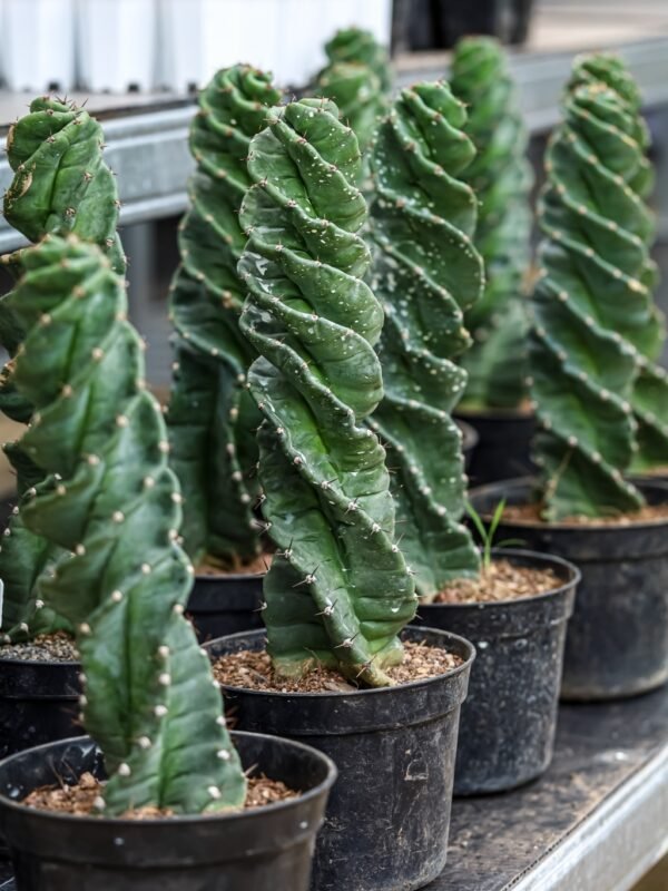 Spiral Cactus Plant: The Twists and Turns of Caring for the Unique Cultivar
