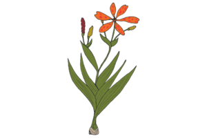 Unleash Your Wild Side! How To Grow Leopard Lily - The Plant Bible