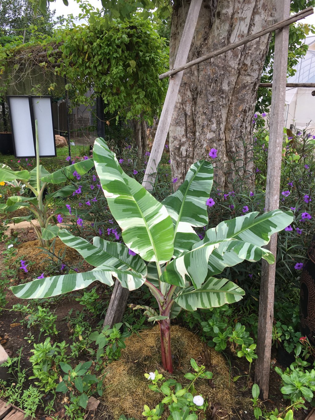 No Monkeying Around: You Can Grow Your Own Variegated Banana Plant