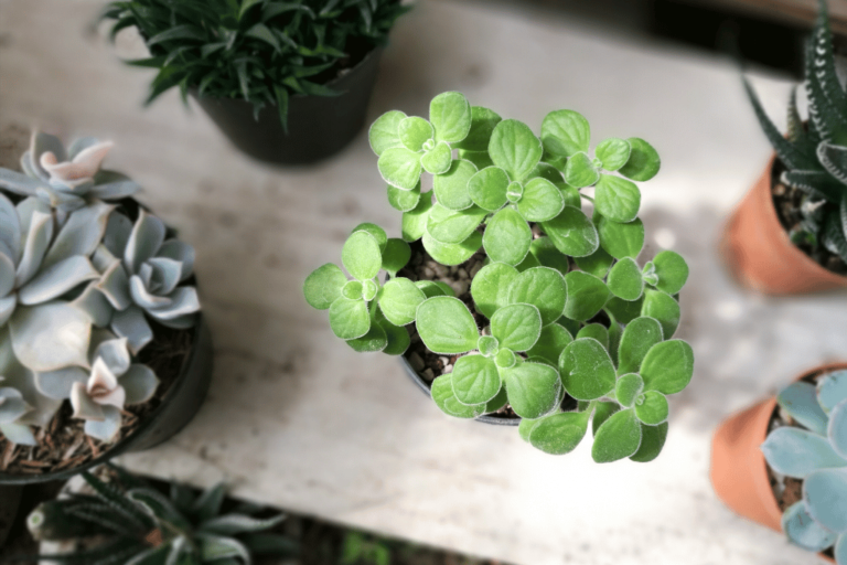 The Vicks Plant: Your Secret Weapon for a Healthy and Beautiful Home